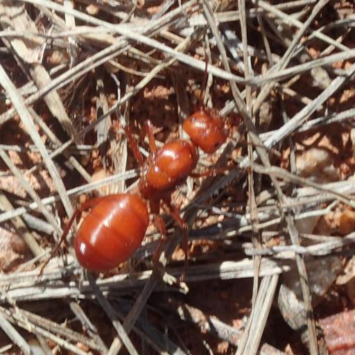 Furnace Ants (Melophorus) Insect Identification Guide, Habitat & Facts
