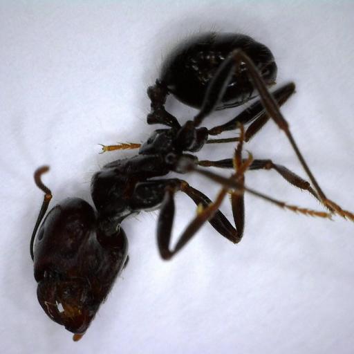 Barbary Harvester Ant (Messor Barbarus) Insect Identification Guide ...