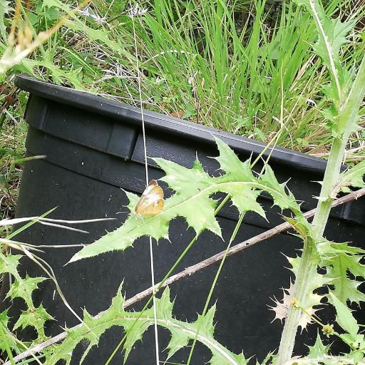 Common Mestra (Mestra Amymone) Insect Identification Guide, Habitat & Facts