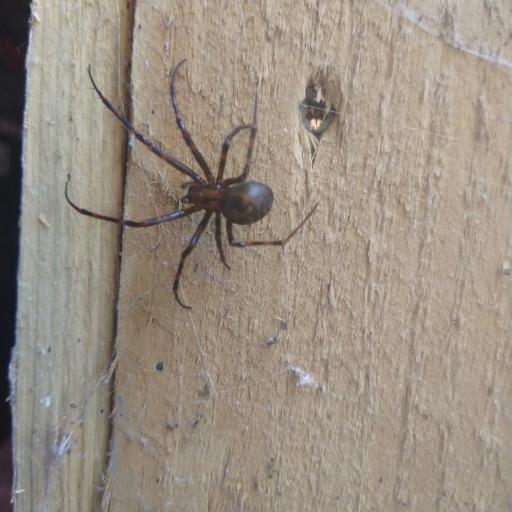 European Cave Spider (Meta Menardi) Insect Identification Guide ...