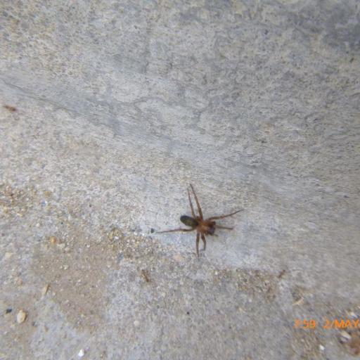 South American Toothed Hacklemesh Weaver (Metaltella Simoni) Insect ...