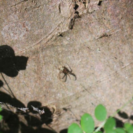 Shaded Orbweaver (Metellina Merianae) Insect Identification Guide ...