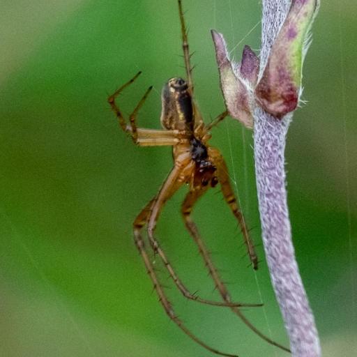 Eurasian Armoured Long-Jawed Spider (Metellina Segmentata) Insect ...