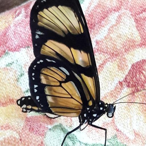 Themisto Amberwing (Methona Themisto) Insect Identification Guide ...