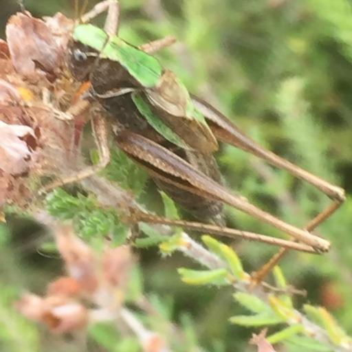 Bog Bush-cricket (Metrioptera Brachyptera) Insect Identification Guide ...