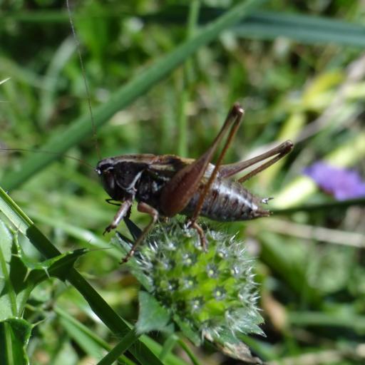 Purple Meadow Bush-cricket (Metrioptera Saussuriana) Insect ...