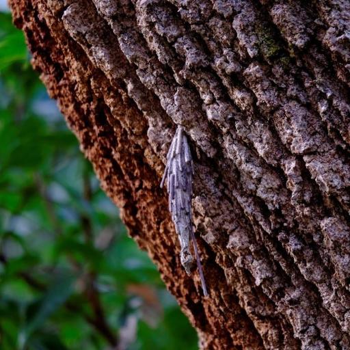 Black Witch (Ascalapha Odorata) Insect Identification Guide, Habitat ...