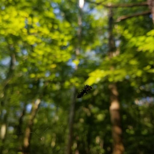 Spined Micrathena (Micrathena Gracilis) Insect Identification Guide ...