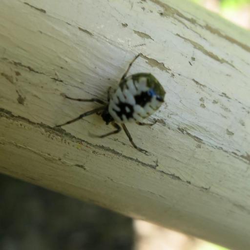 White Micrathena (Micrathena Mitrata) Insect Identification Guide ...
