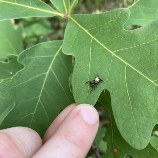 Arrow-shaped Orbweaver (Micrathena Sagittata) Insect Identification ...