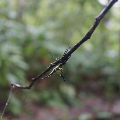 Amazon Thorn Spider (Micrathena Schreibersi) Insect Identification ...