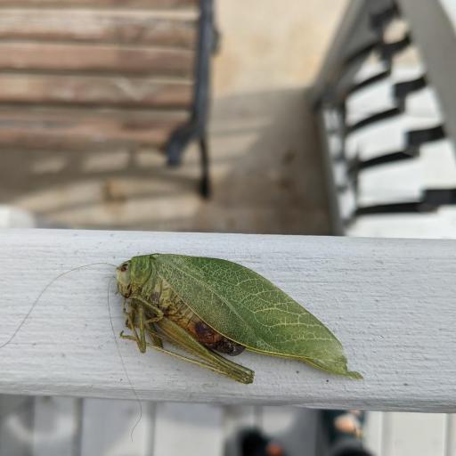 Baphomet Moth (Creatonotos Gangis) Insect Identification Guide, Habitat ...