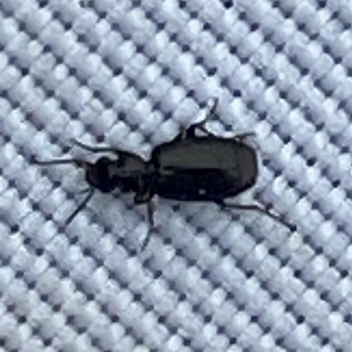 Microlestes Minutulus Insect Identification Guide, Habitat & Facts