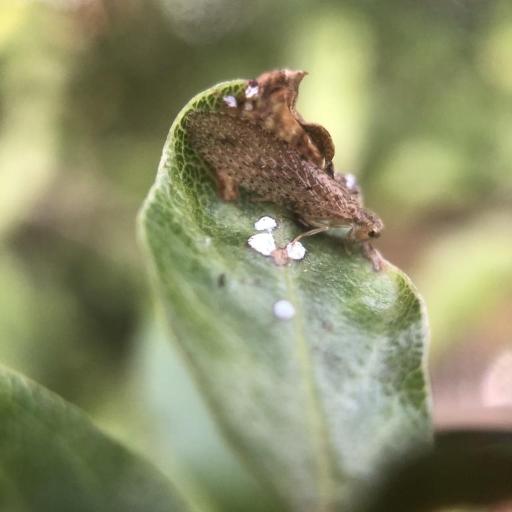 Tasmanian Brown Lacewing (Micromus Tasmaniae) Insect Identification ...