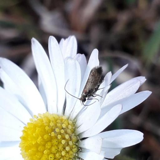 Marsh Marigold Moth (Micropterix Calthella) Insect Identification Guide ...