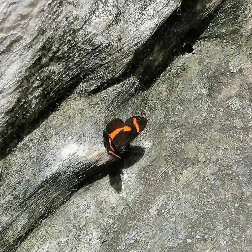 Elf Butterfly (Microtia Elva) Insect Identification Guide, Habitat & Facts