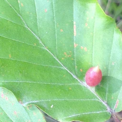 Beech Gall Midge (Mikiola Fagi) Insect Identification Guide, Habitat ...
