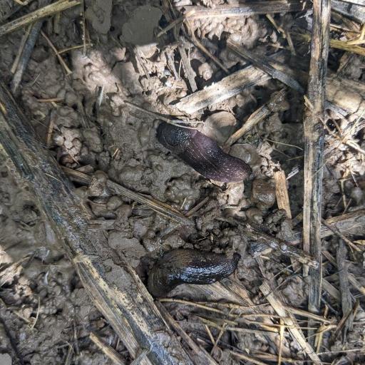 Greenhouse Slug (Milax Gagates) Insect Identification Guide, Habitat ...