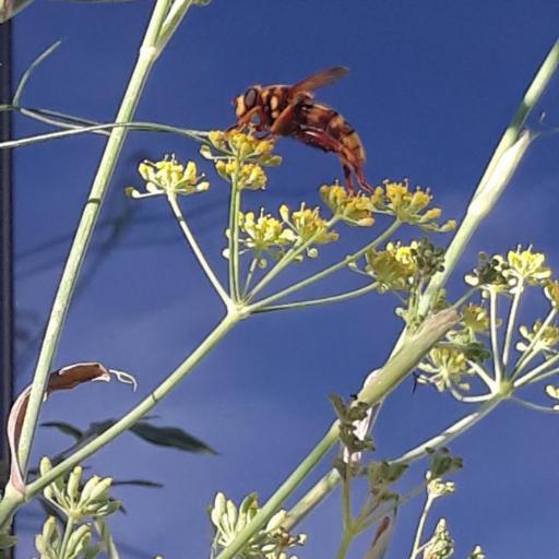 Milesia Crabroniformis Insect Identification Guide, Habitat & Facts