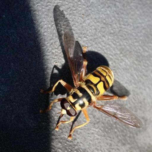 Virginia Giant Hover Fly (Milesia Virginiensis) Insect Identification ...