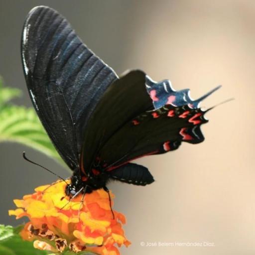 Mimic-Swallowtails (Mimoides) Insect Identification Guide, Habitat & Facts