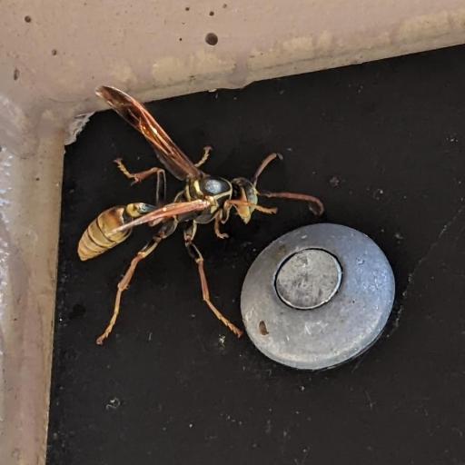 Western Paper Wasp (Mischocyttarus Flavitarsis) Insect Identification ...