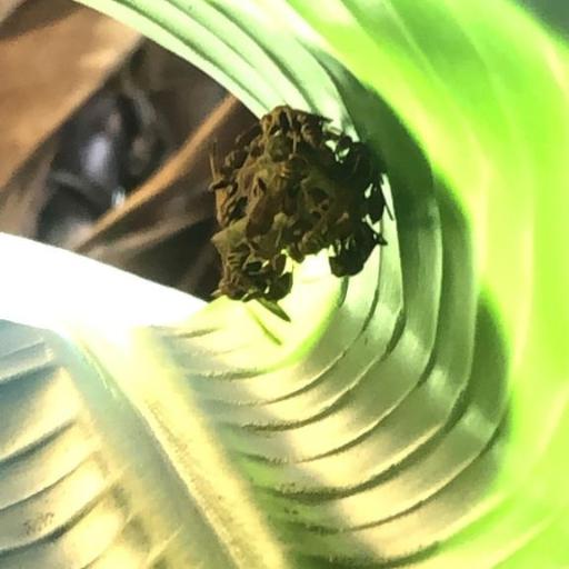 Mexican Paper Wasp (Mischocyttarus Mexicanus) Insect Identification ...