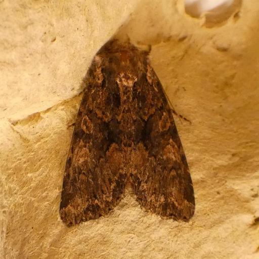 Black Witch (Ascalapha Odorata) Insect Identification Guide, Habitat ...