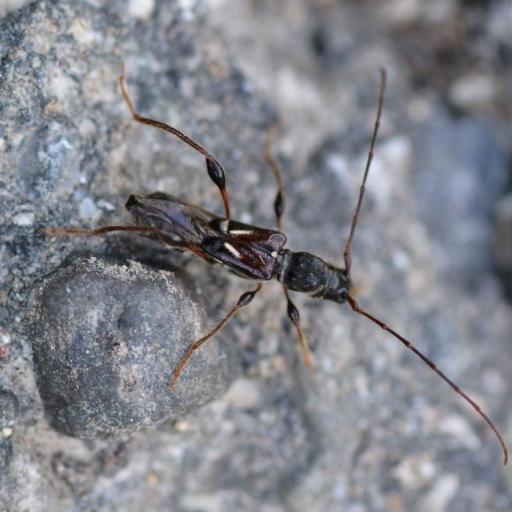 Spruce Shortwing Beetle (Molorchus Minor) Insect Identification Guide ...