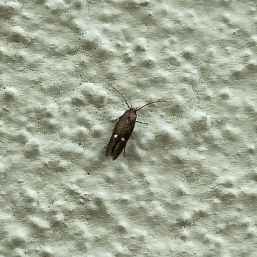 Lesser Banded Hornet (Vespa Affinis) Insect Identification Guide ...