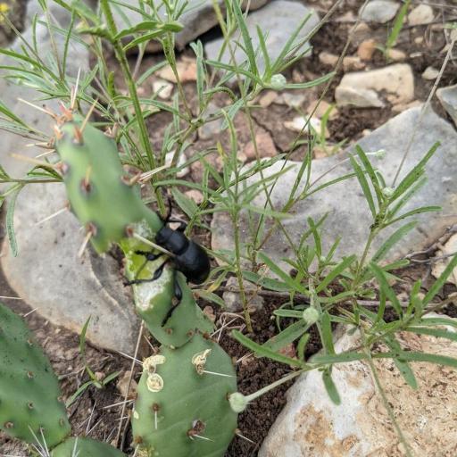 Cactus Longhorn Beetles (Moneilema) Insect Identification Guide ...