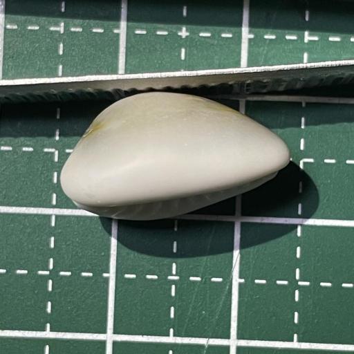 Gold Ring Cowry (Monetaria Annulus) Insect Identification Guide ...