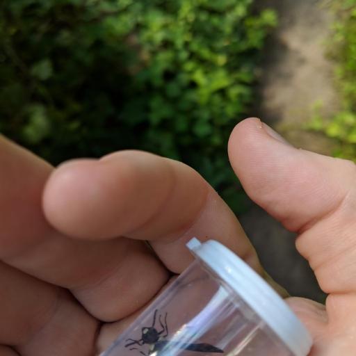 Four-toothed Mason Wasp (Monobia Quadridens) Insect Identification ...