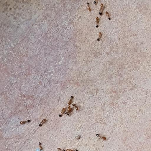 Destroyer Ant (Monomorium Destructor) Insect Identification Guide ...