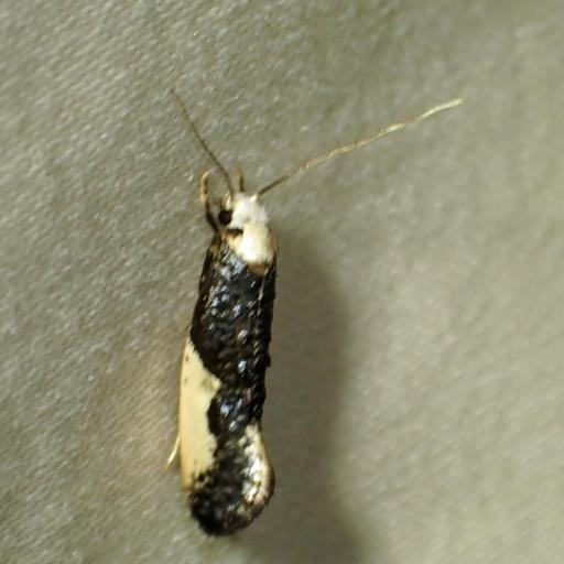 Common Backswimmers (Anisops) Insect Identification Guide, Habitat & Facts