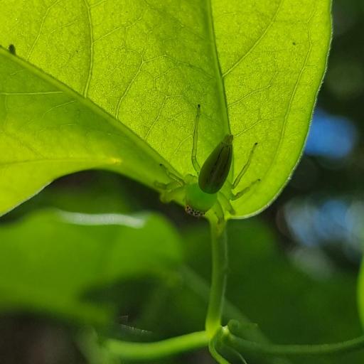 Sun Fly (Helophilus Pendulus) Insect Identification Guide, Habitat & Facts