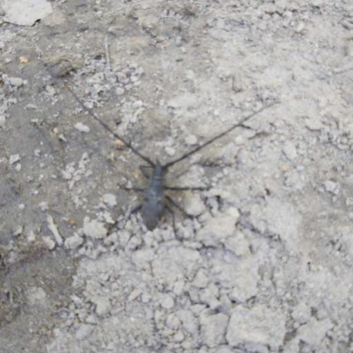 Morimus Asper Insect Identification Guide, Habitat & Facts