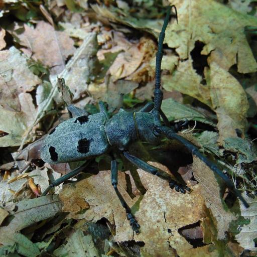 Long-horned Beetle (Morimus Funereus) Insect Identification Guide ...