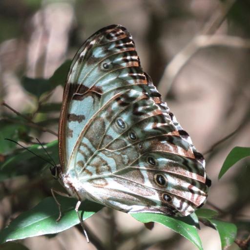 White-jawed Jumping Spider (Hentzia Mitrata) Insect Identification ...