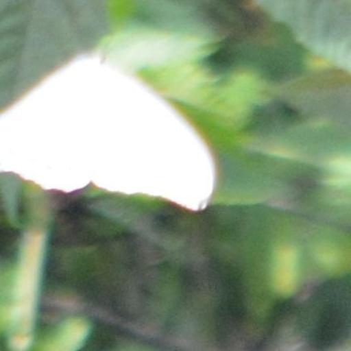 White Morpho (Morpho Polyphemus) Insect Identification Guide, Habitat ...