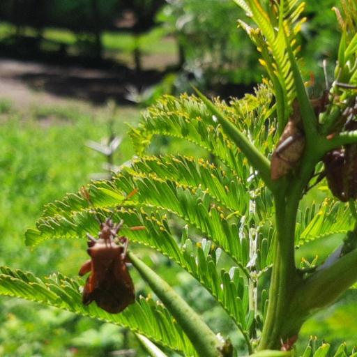 Mozena Insect Identification Guide, Habitat & Facts