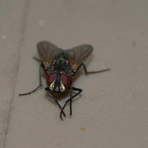 Common House Fly (Musca Domestica) Insect Identification Guide, Habitat ...