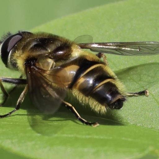 Yellow-haired Sun Fly (Myathropa Florea) Insect Identification Guide ...