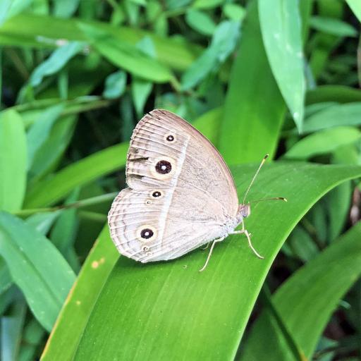 Chinese Bushbrown (Mycalesis Gotama) Insect Identification Guide ...