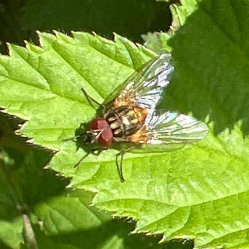 Mydaea Insect Identification Guide, Habitat & Facts