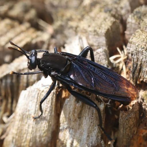 Pennsylvania Dingy Ground Beetle (Harpalus Pensylvanicus) Insect ...