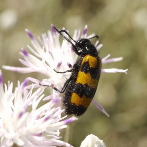 Mylabris Variabilis Insect Identification Guide, Habitat & Facts