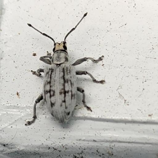 Sri Lanka Weevil (Myllocerus Undecimpustulatus) Insect Identification ...