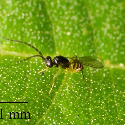 Fairy Wasps (Mymaridae) Insect Identification Guide, Habitat & Facts
