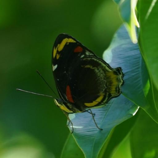 Mynes Insect Identification Guide, Habitat & Facts